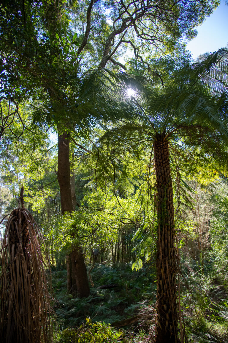 Cann River - Coastal Wilderness - Visit East Gippsland - Visit East ...